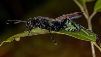Tarantula Hawk: How to Identify and Get Rid of Them
