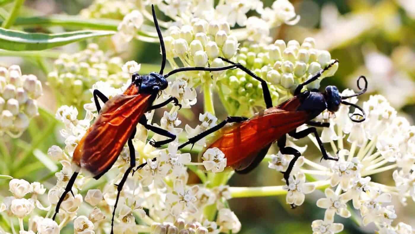 Tarantula Hawk: How to Identify and Get Rid of Them