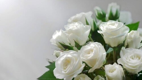 The Rose Whisperer! A Guide to the Meanings of Rose Colors