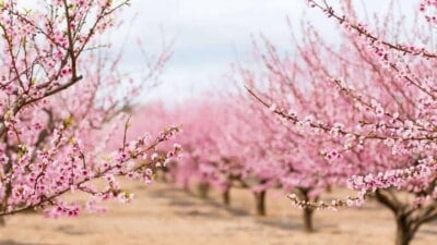 How to Grow and Care for Almond Trees