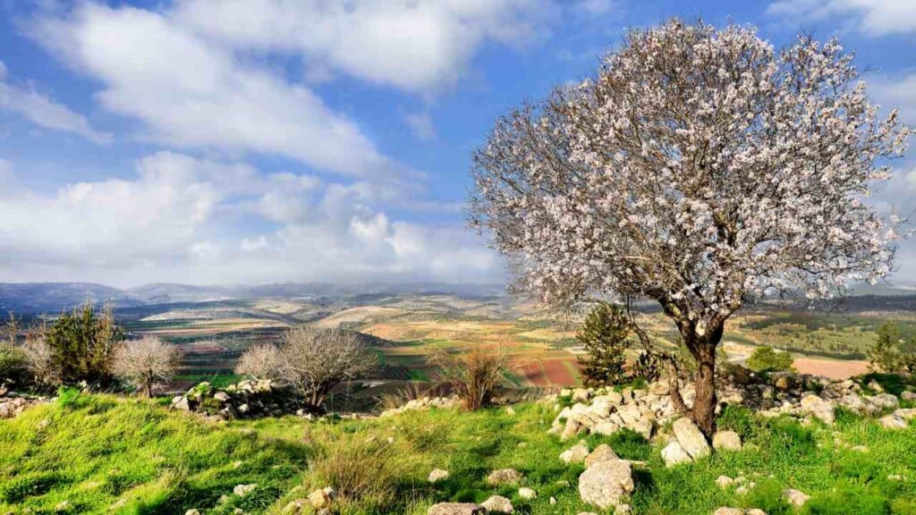 How to Grow and Care for Almond Trees