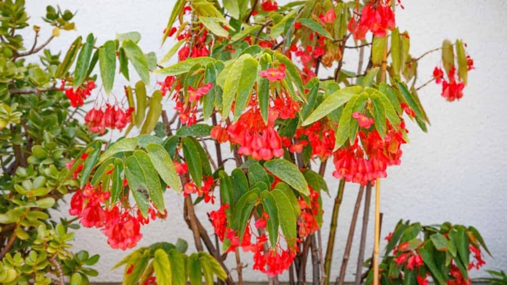 Angel Wing Begonia Care (Complete Indoor and Outdoor Guide)