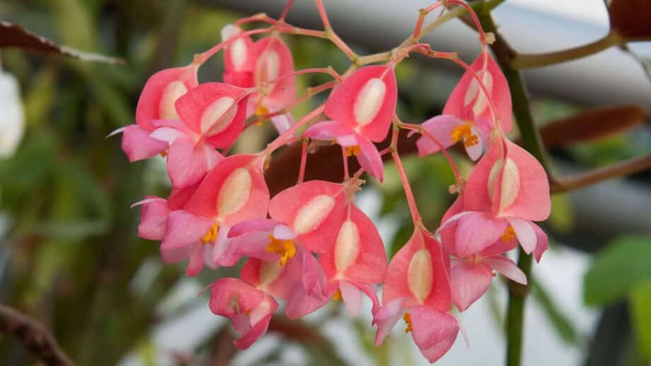 Angel Wing Begonia Care (Complete Indoor and Outdoor Guide)