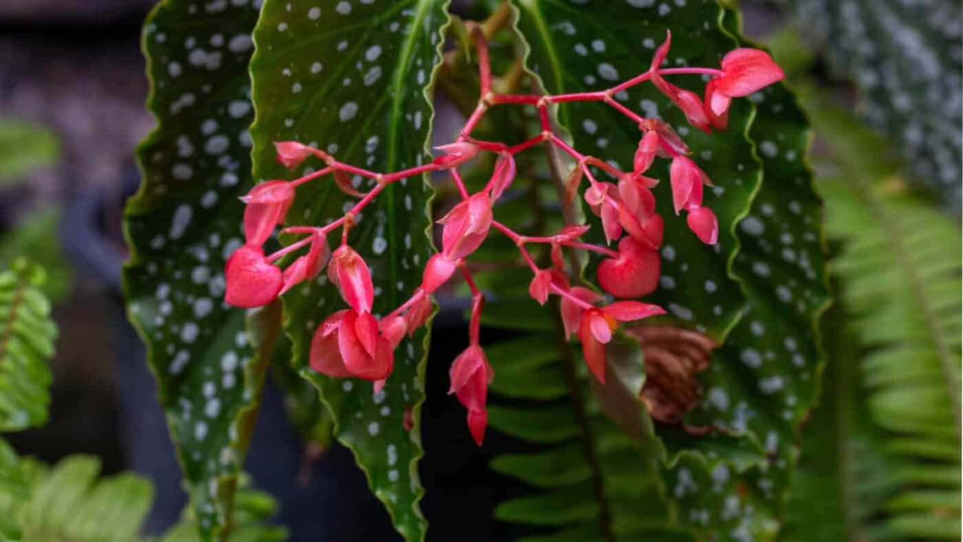 Angel Wing Begonia Care (Complete Indoor and Outdoor Guide)