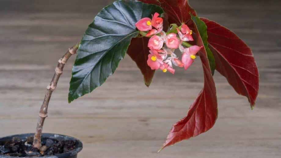 Angel Wing Begonia Care (Complete Indoor and Outdoor Guide)