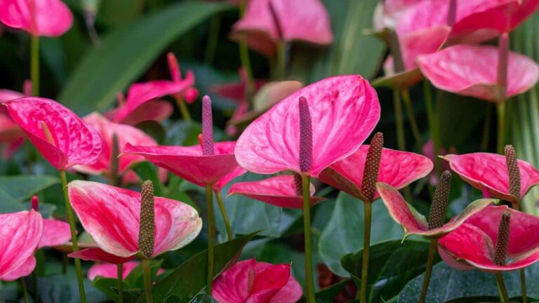 Complete Guide to Grow and Care for Anthurium Easily At Home