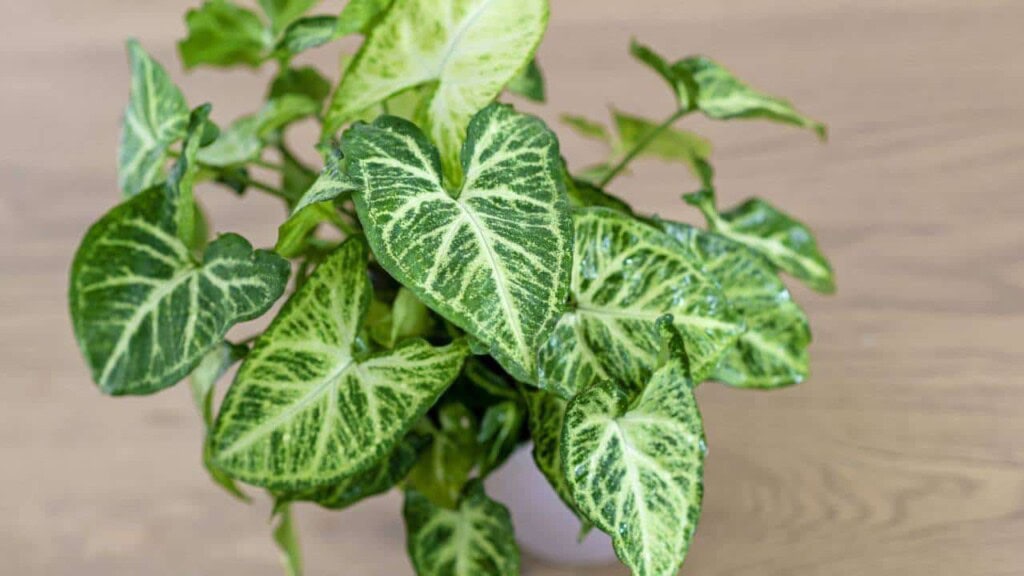How to Grow and Care for Arrowhead Plant (Complete Guide)