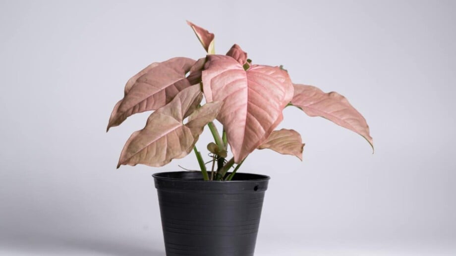 How to Grow and Care for Arrowhead Plant (Complete Guide)