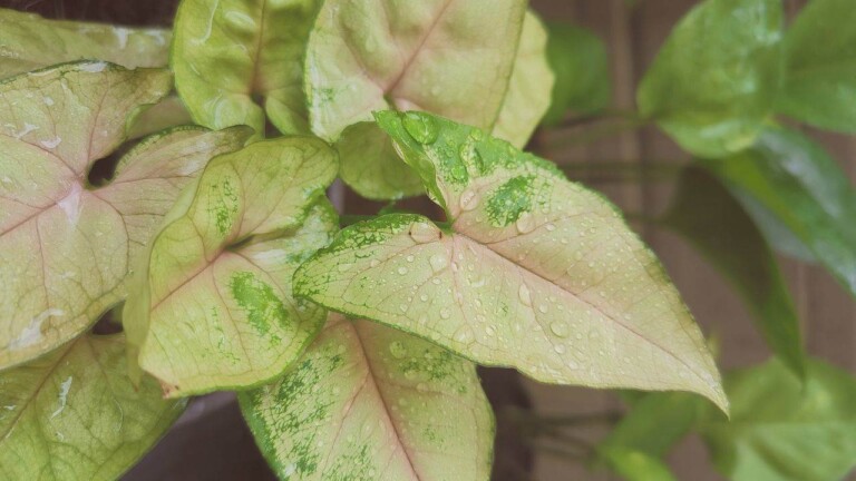 How to Grow and Care for Arrowhead Plant (Complete Guide)
