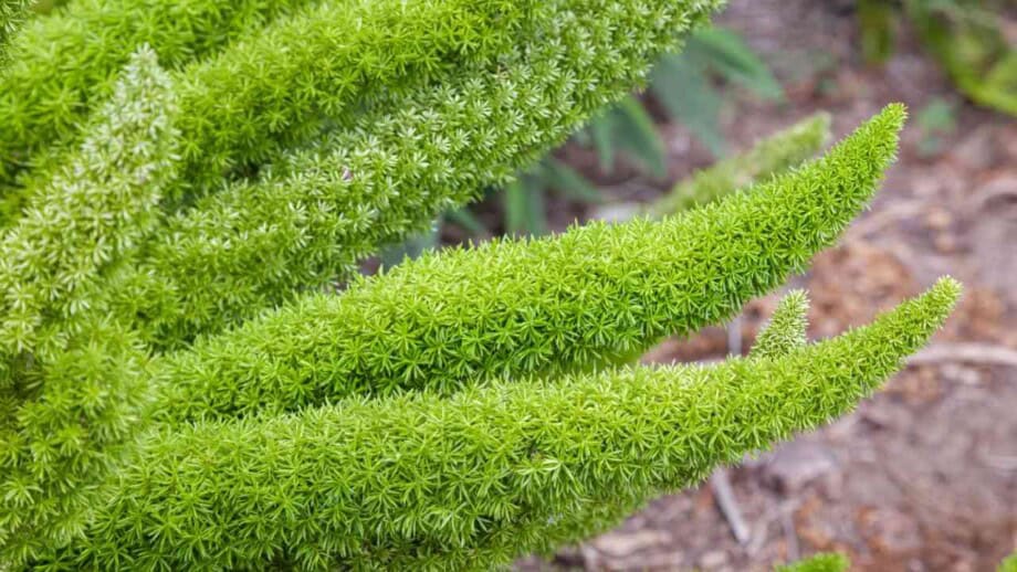 How to Grow and Care for Foxtail Fern (Complete Guide)