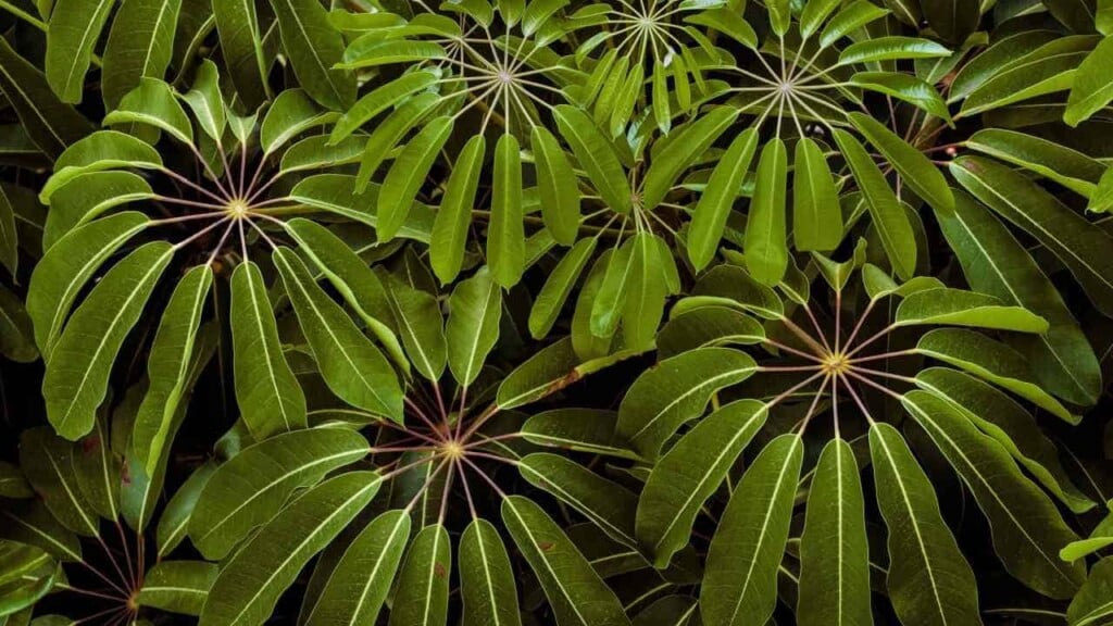 Umbrella Tree Guide: How to Grow and Care for Schefflera