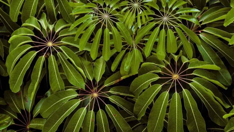 Umbrella Tree Guide: How to Grow and Care for Schefflera