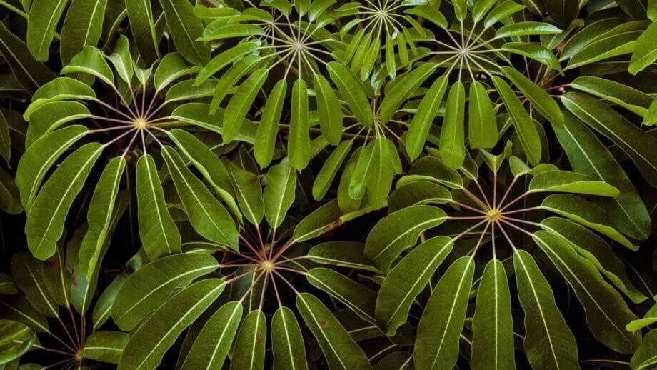 Umbrella Tree Guide: How to Grow and Care for Schefflera