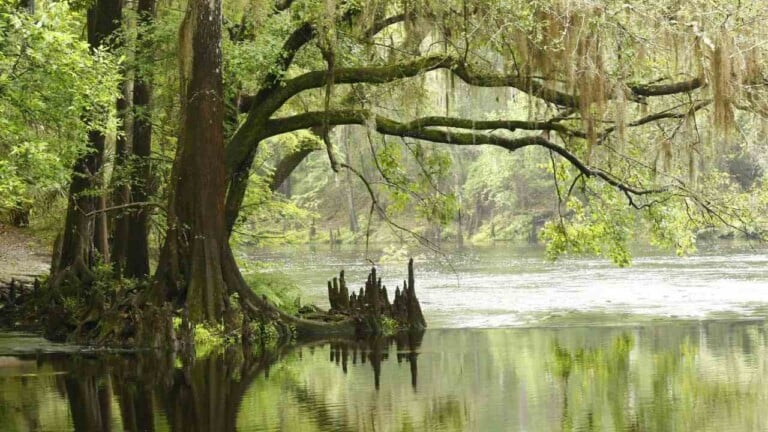 Cypress Tree Guide What Are They + 14 Common Species