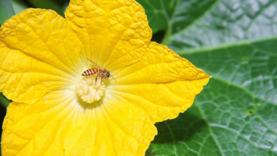 How to Grow Pumpkins: Pumpkin Planting and Harvesting Guide