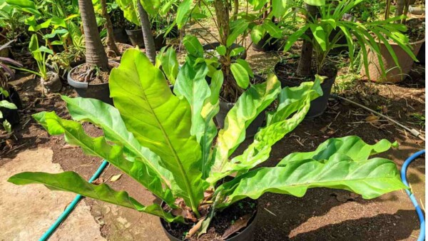 Complete Guide to Grow and Care for Anthurium Easily At Home