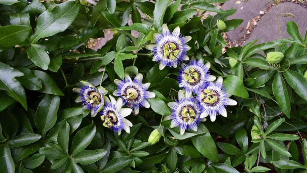 Passiflora Caerulea Guide: How to Grow Blue Passion Flower