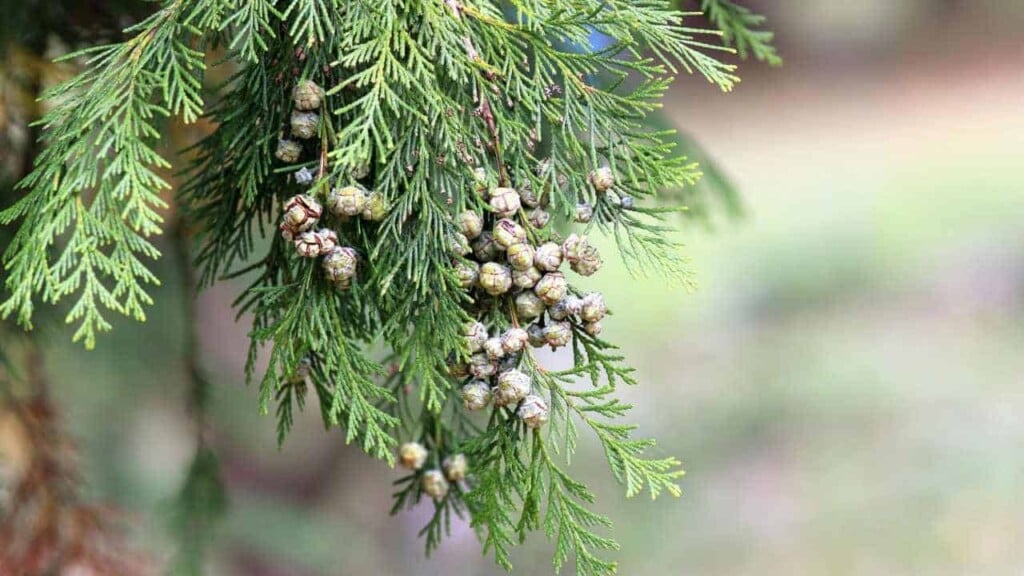Cypress Tree Guide What Are They + 14 Common Species