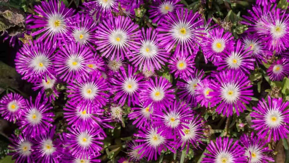 How to Grow and Care for Ice Plants