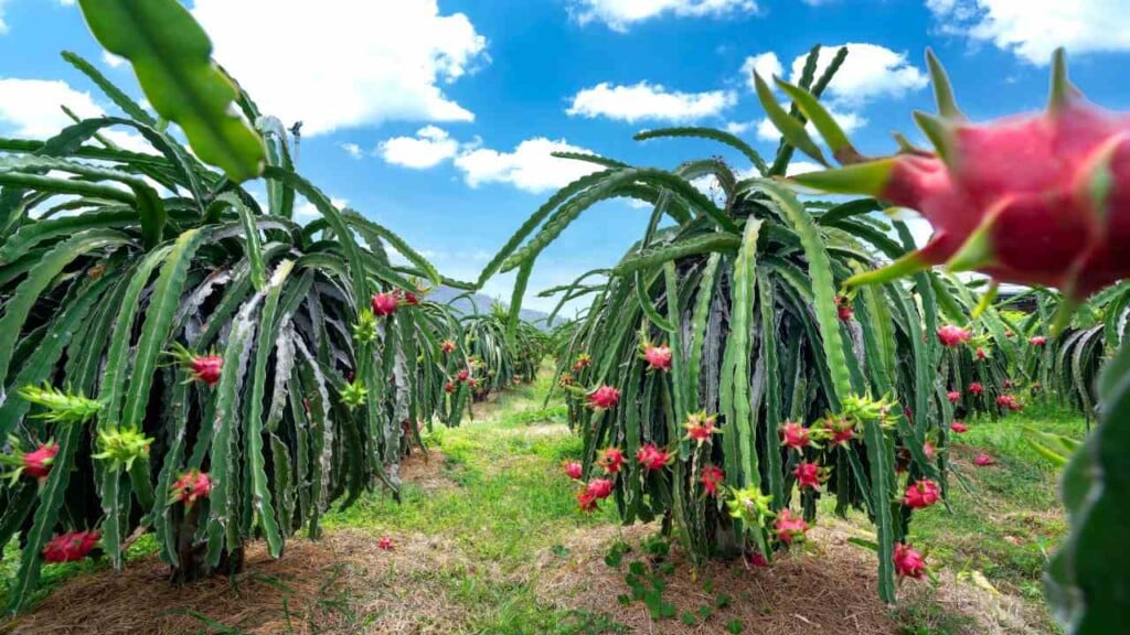Dragon Fruit Plant Care: How to Grow Dragon Fruit (Pitaya)
