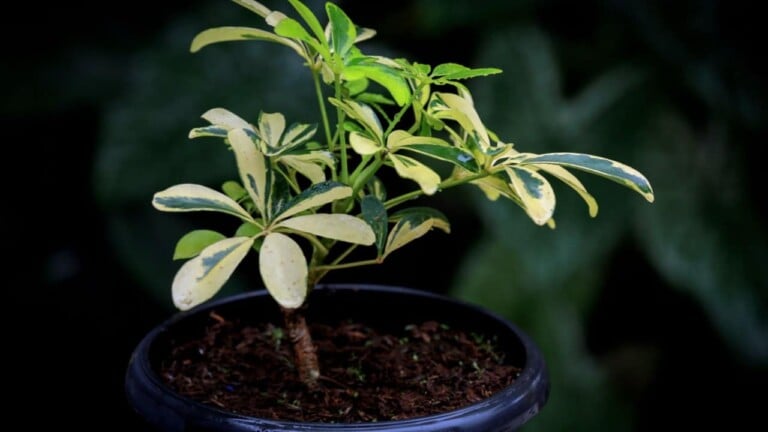 Umbrella Tree Guide: How to Grow and Care for Schefflera