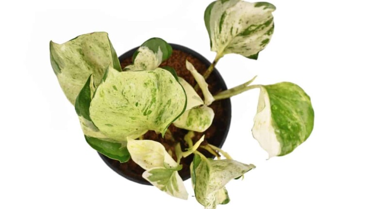 Manjula Pothos: Complete Plant Care and Growing Guide