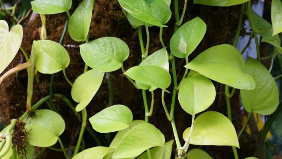 Neon Pothos: Complete Indoor Plant Care and Growing Guide