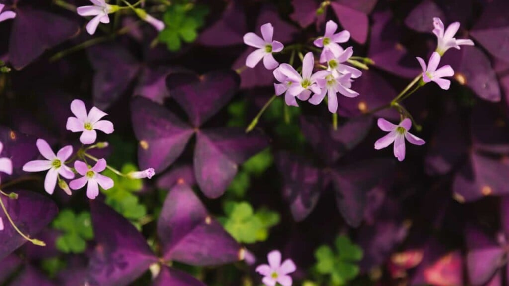 Shamrock Plant: How to Grow and Care for Shamrock Indoors