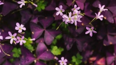 Shamrock Plant: How to Grow and Care for Shamrock Indoors