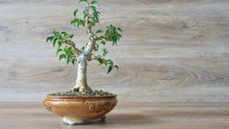 Ficus Benjamina Guide: How to Grow and Care for Weeping Fig
