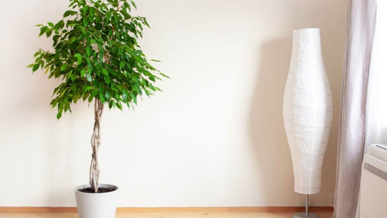 Ficus Benjamina Guide: How to Grow and Care for Weeping Fig