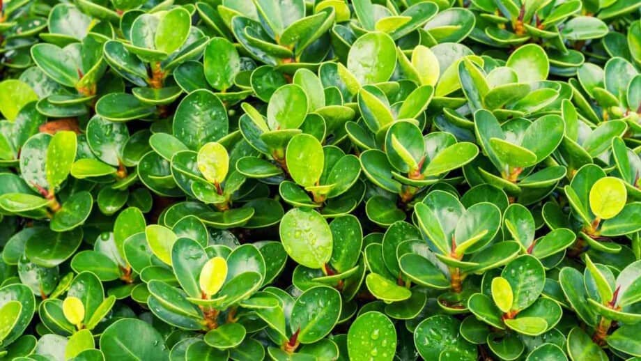 Ficus Benjamina Guide: How to Grow and Care for Weeping Fig