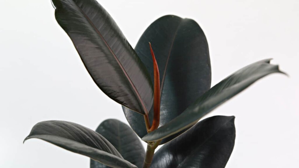How to Grow and Care for a Rubber Tree (Ficus Elastica)