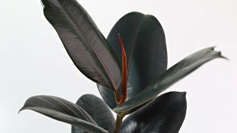 How to Grow and Care for a Rubber Tree (Ficus Elastica)