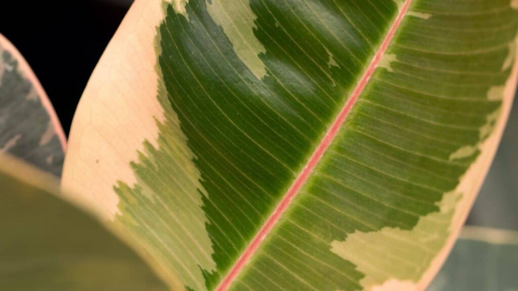 How to Grow and Care for a Rubber Tree (Ficus Elastica)