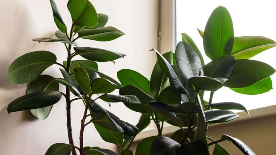 How to Grow and Care for a Rubber Tree (Ficus Elastica)