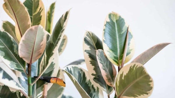 How to Grow and Care for a Rubber Tree (Ficus Elastica)
