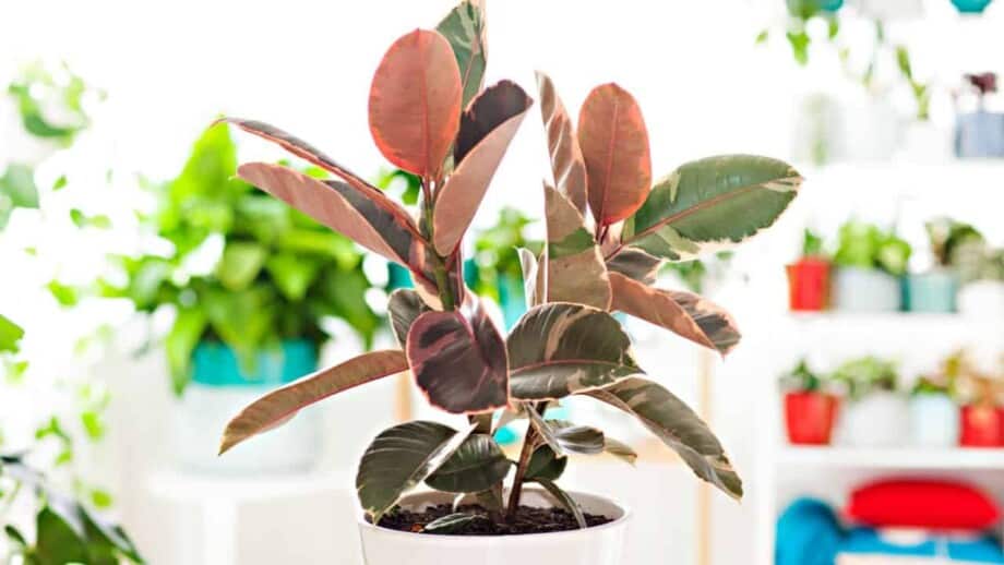 How to Grow and Care for a Rubber Tree (Ficus Elastica)