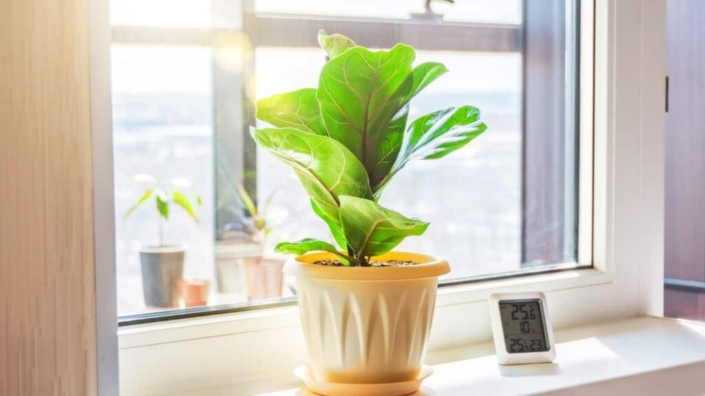 How to Grow and Care for Ficus Lyrata (Fiddle Leaf Fig)