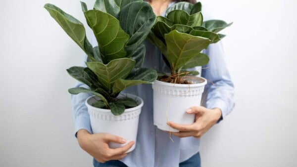How to Grow and Care for Ficus Lyrata (Fiddle Leaf Fig)