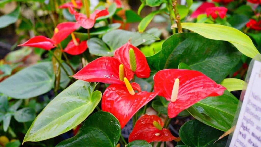 Complete Guide to Grow and Care for Anthurium Easily At Home