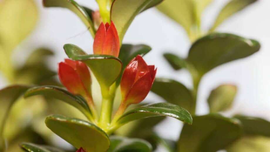 Goldfish Plant Care: How to Grow and Care for Goldfish Plant