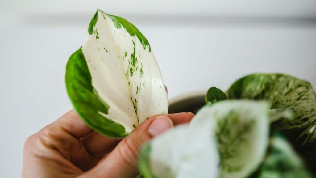 Manjula Pothos: Complete Plant Care and Growing Guide