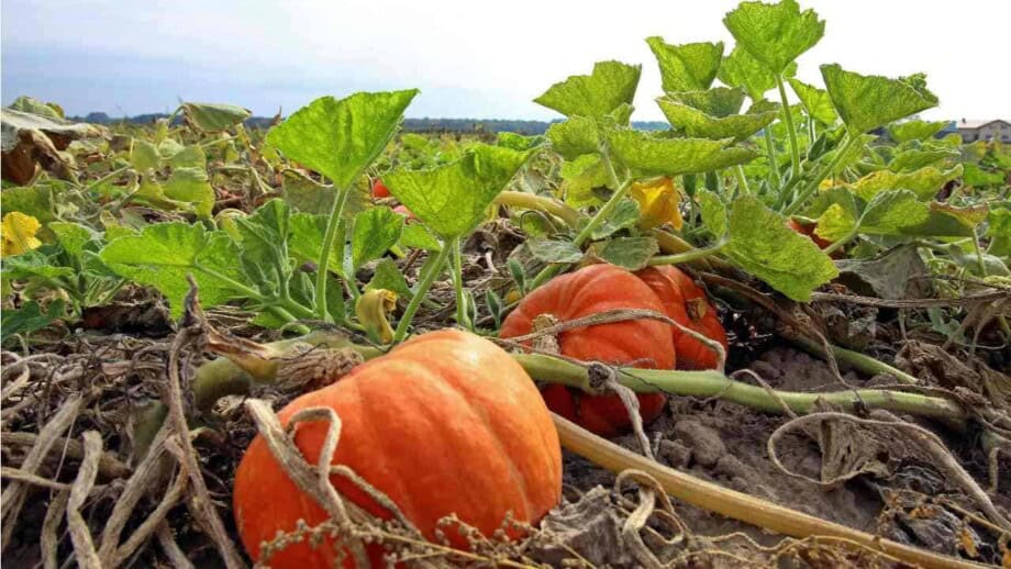 How to Grow Pumpkins: Pumpkin Planting and Harvesting Guide