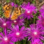 How to Grow and Care for Ice Plants
