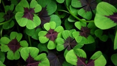 Shamrock Plant: How to Grow and Care for Shamrock Indoors