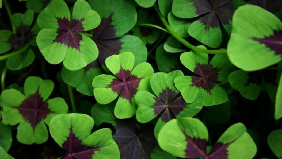 Shamrock Plant: How to Grow and Care for Shamrock Indoors