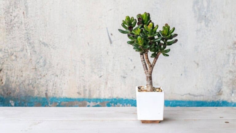 How to Grow and Care for Jade Plant Indoors (Complete Guide)