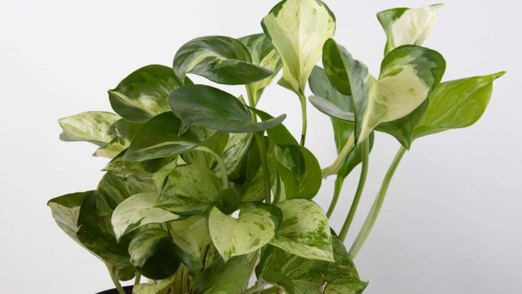 Manjula Pothos: Complete Plant Care and Growing Guide
