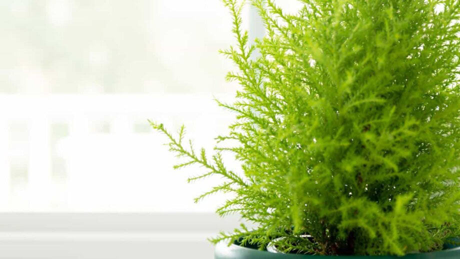 Cypress Tree Guide What Are They + 14 Common Species